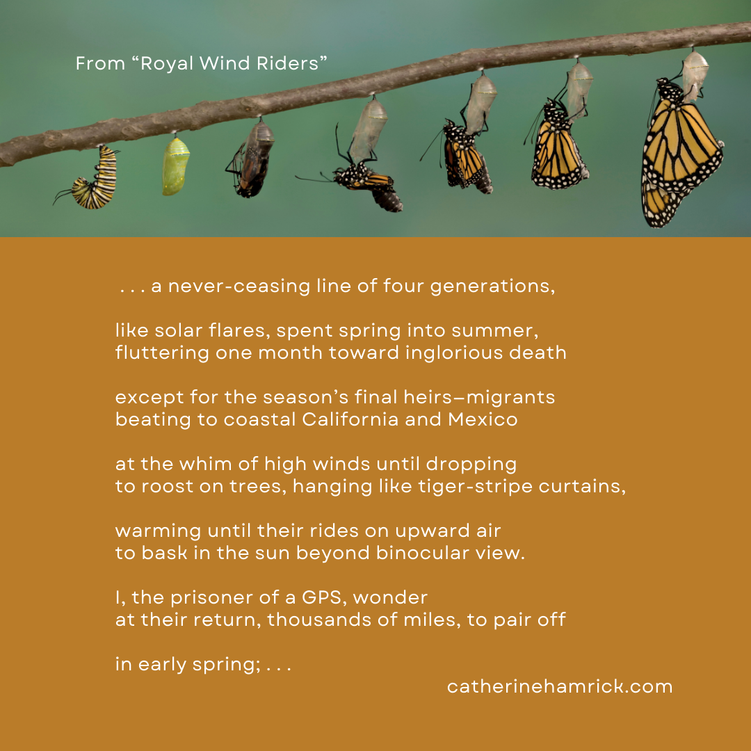Poem about the fragility of fall and monarch butterflies: "Royal Wind ...